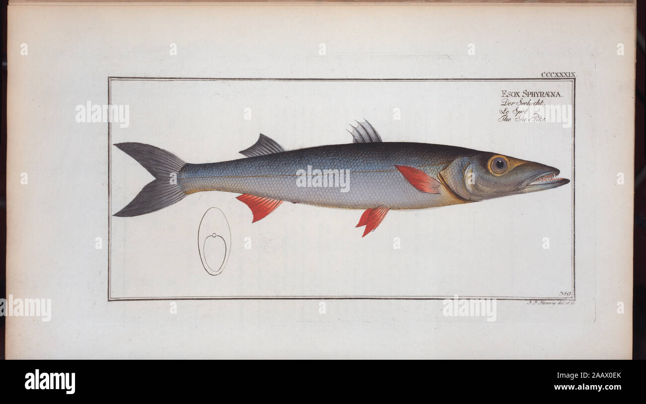 Esox Sphyraena, The Sea-Pike Gross, 1994, #120; Esox Sphyraena, The Sea ...