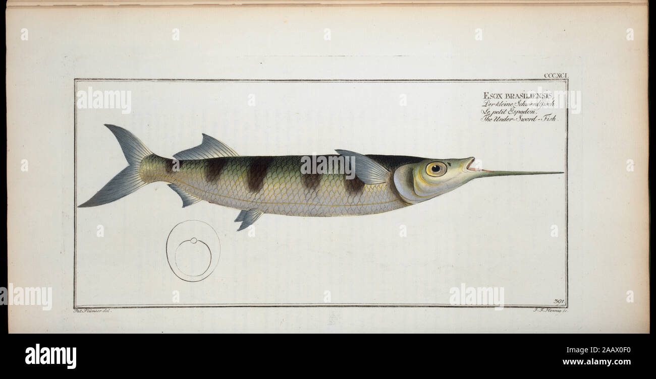 Esox brasiliensis, The Under-Sword-Fish Gross, 1994, #120; Esox ...
