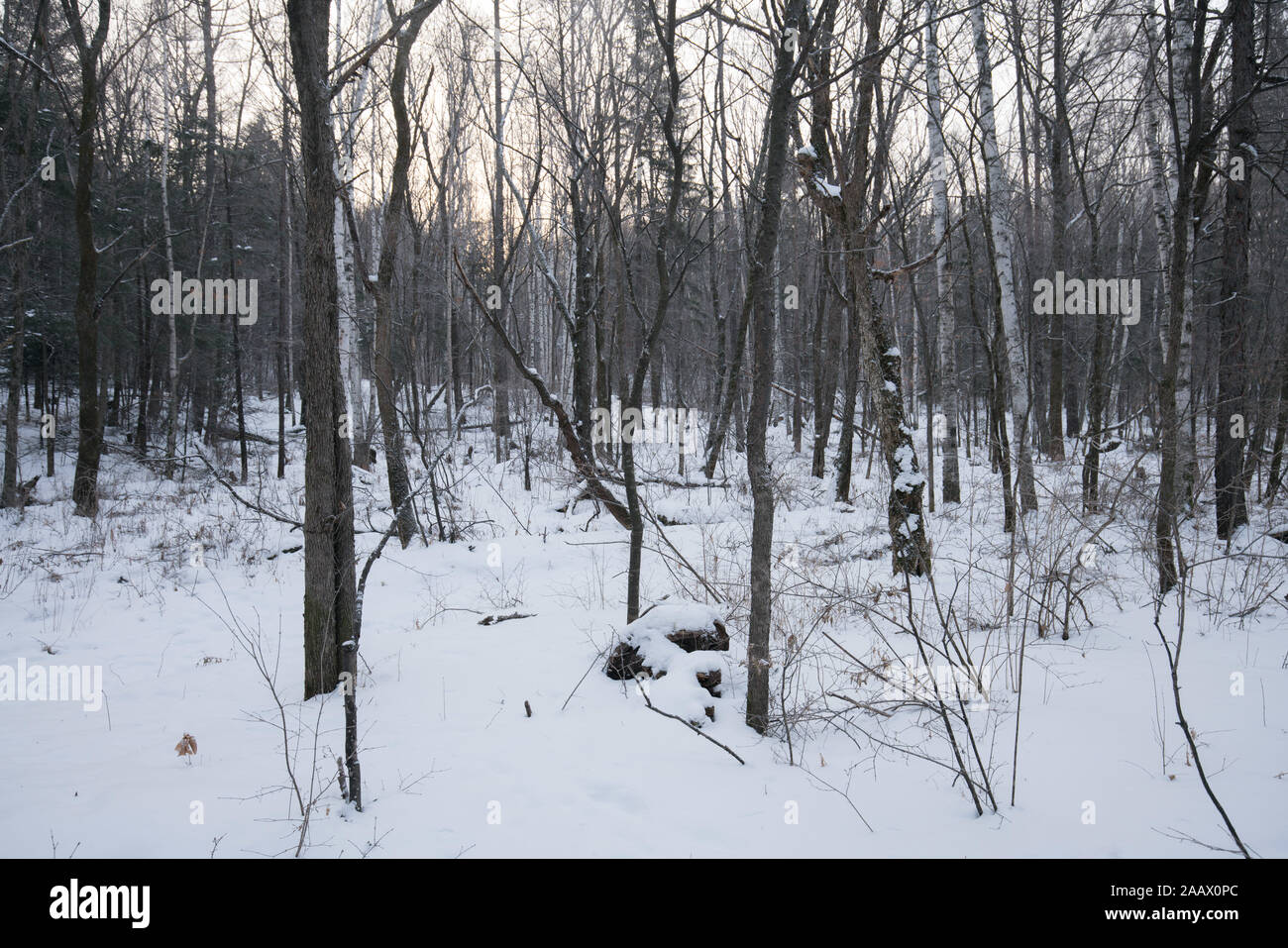 Winter Scenery of Forest, River and Lakes with Ice and snow at Dusk in ...
