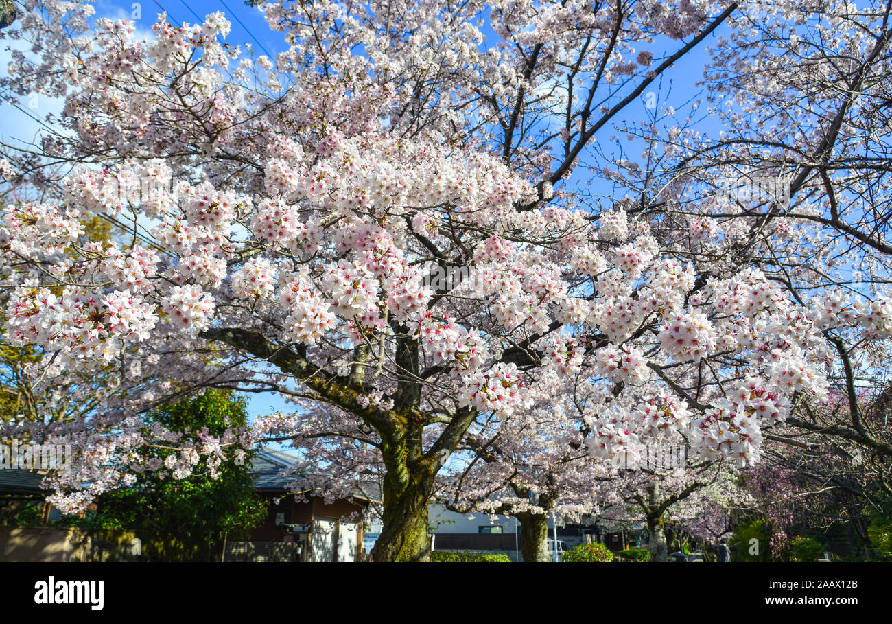 Cherry blossom (hanami) in Kyoto, Japan. Cherry blossom festivals are ...