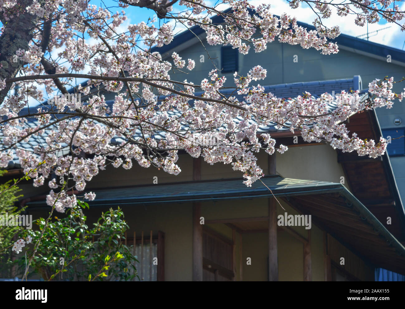 Cherry blossom (hanami) in Kyoto, Japan. Cherry blossom festivals are ...