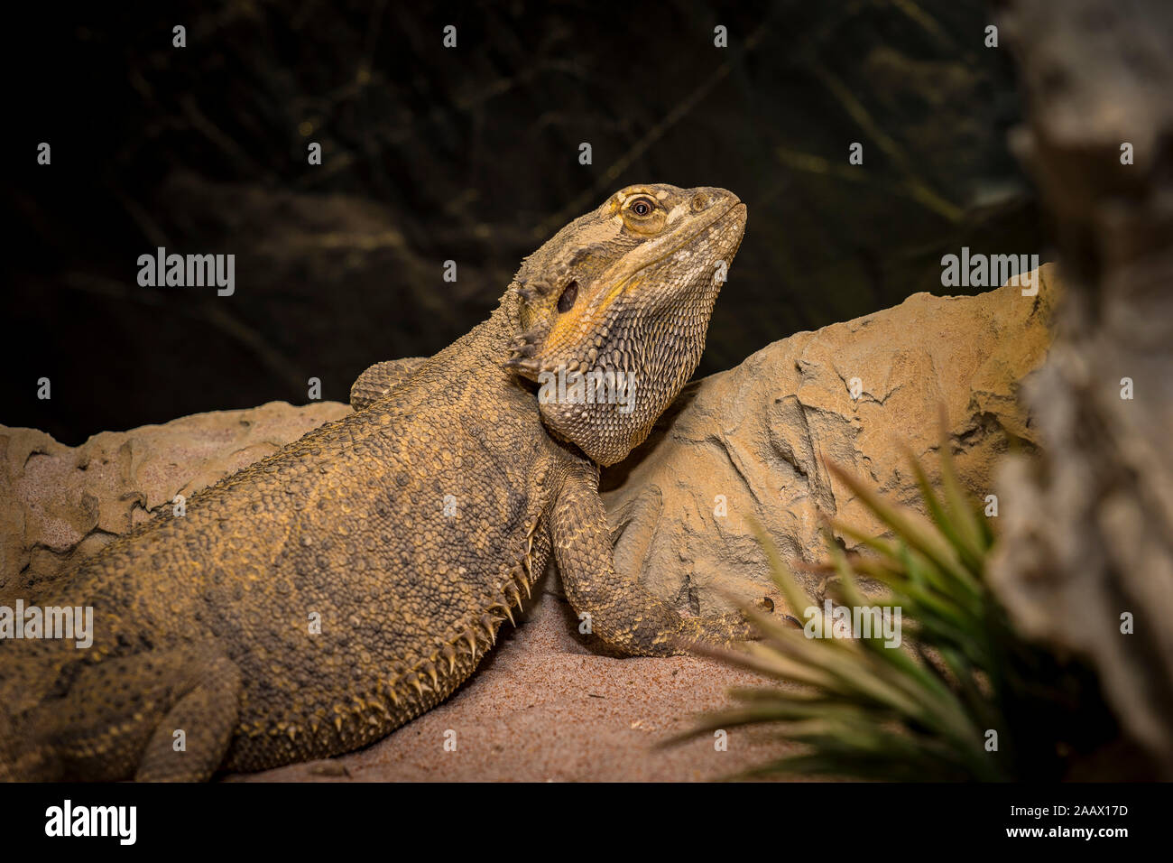 Close up of a large green iguana Latin name Iguana iguana the south ...