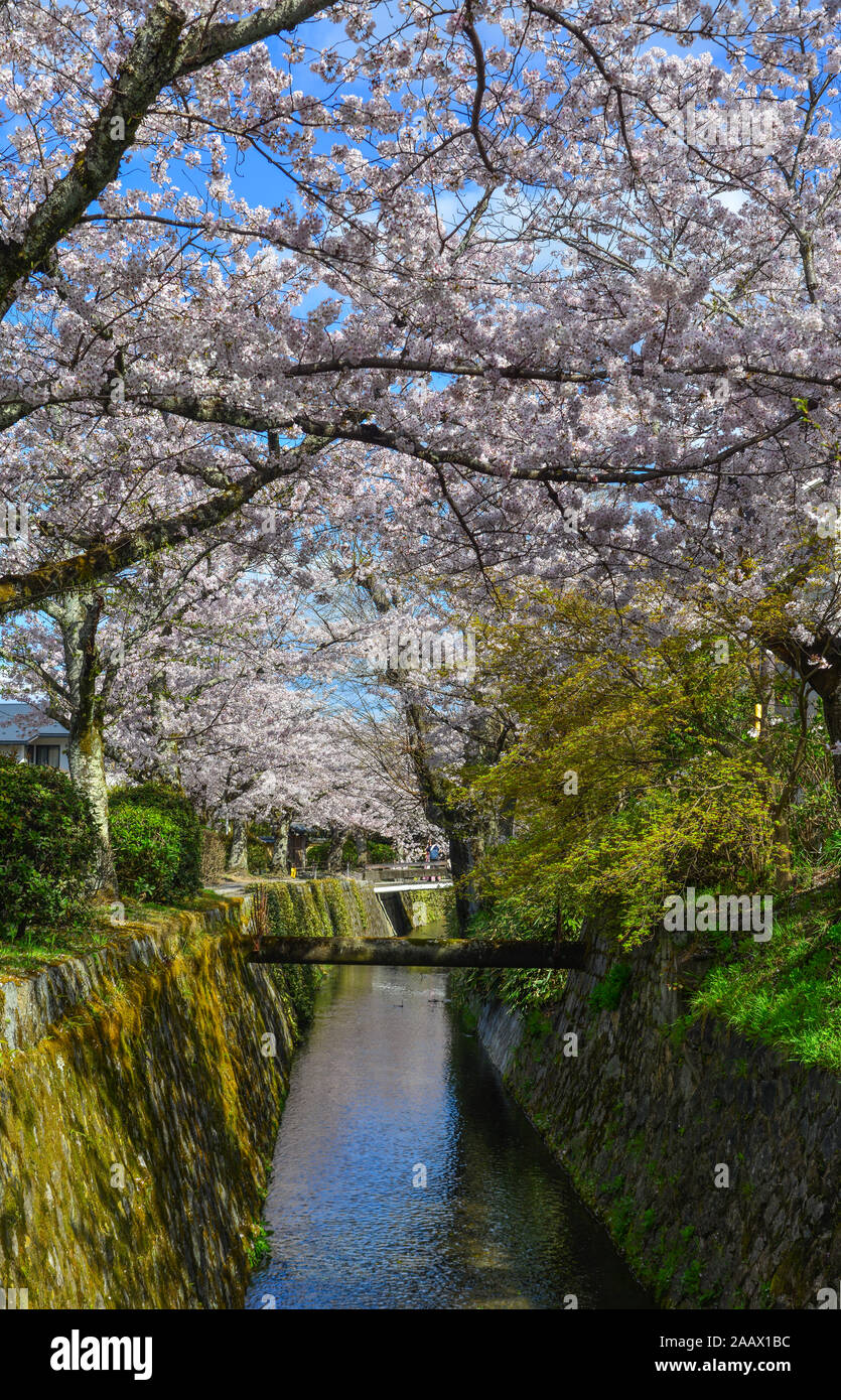 Cherry blossom (hanami) in Kyoto, Japan. Cherry blossom festivals are ...