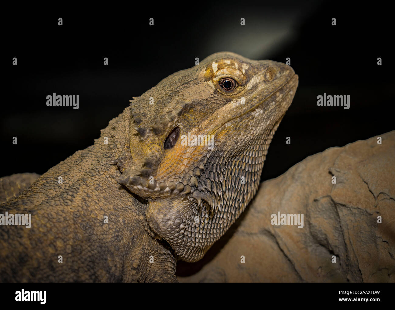 Close up of a large green iguana Latin name Iguana iguana the south ...