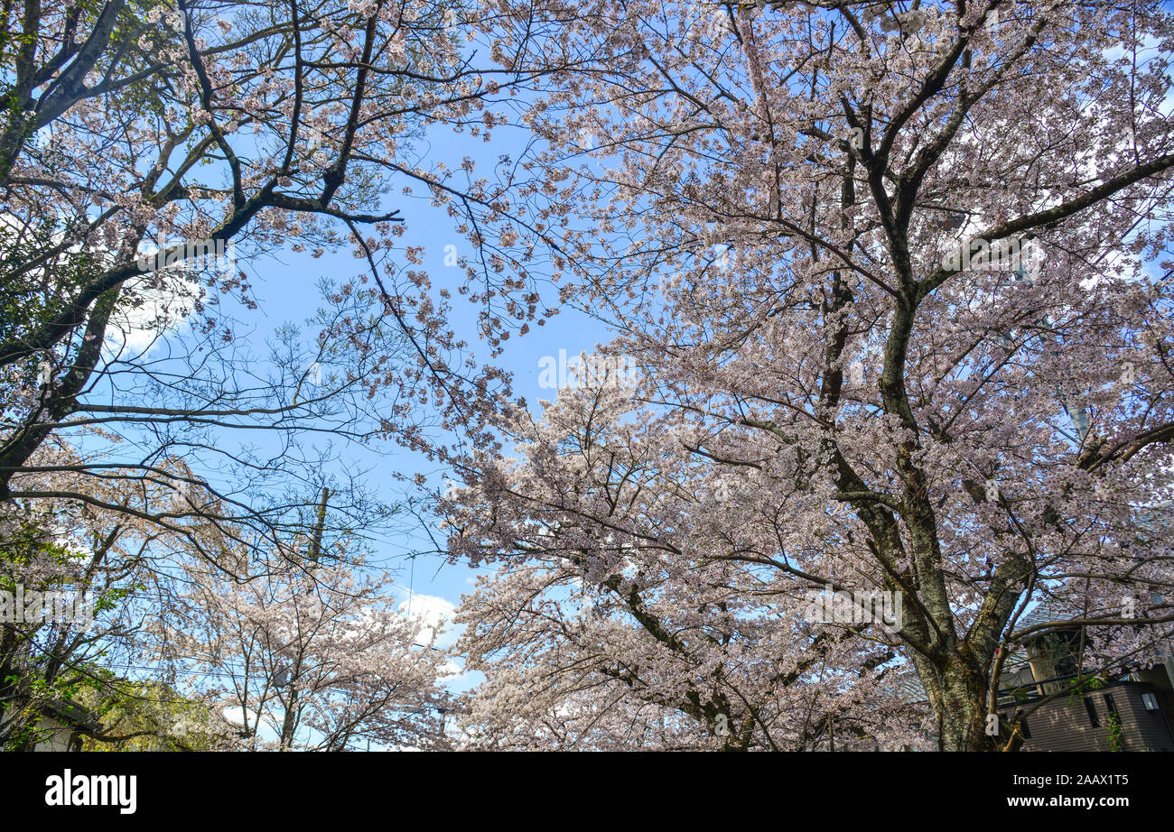 Cherry blossom (hanami) in Kyoto, Japan. Cherry blossom festivals are ...