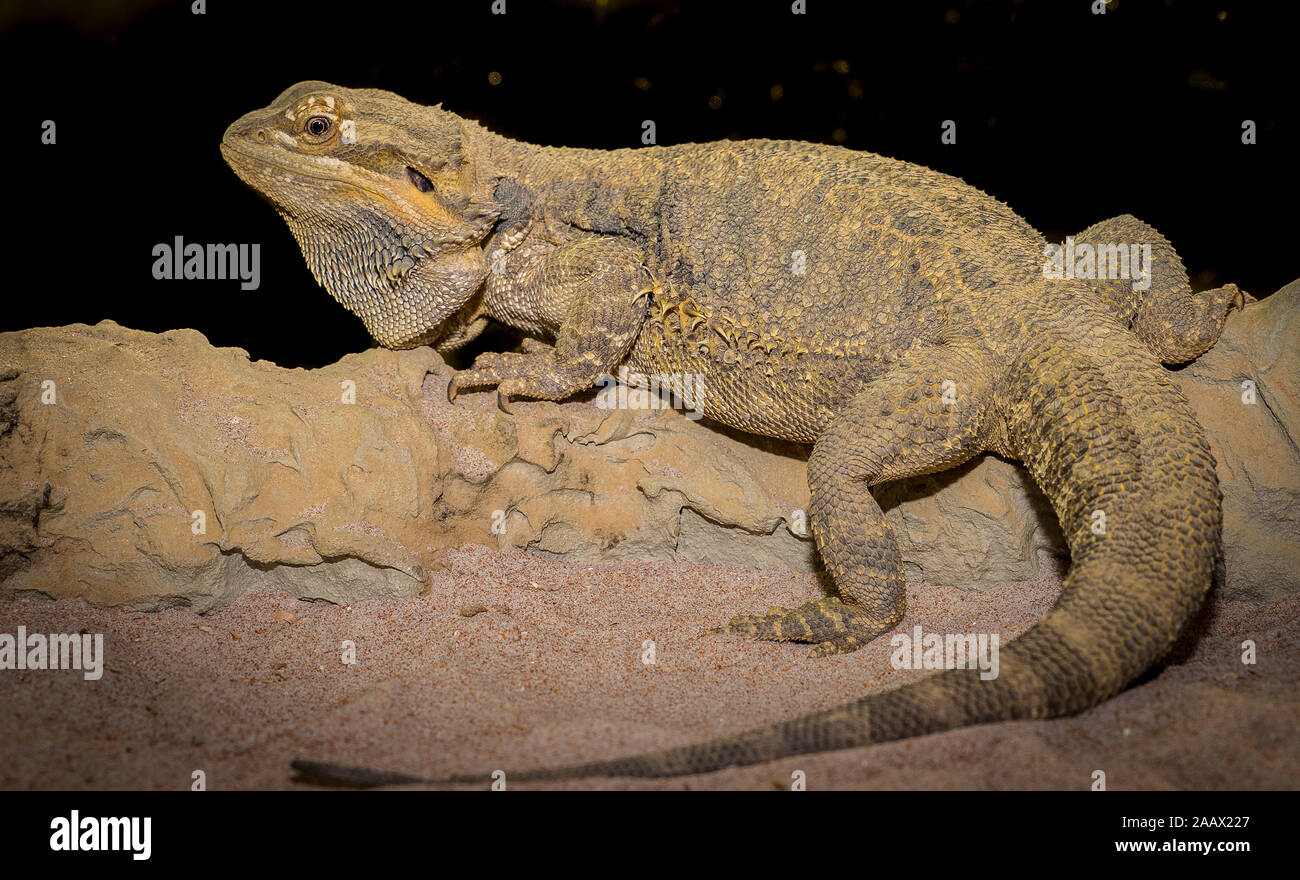 Close up of a large green iguana Latin name Iguana iguana the south ...