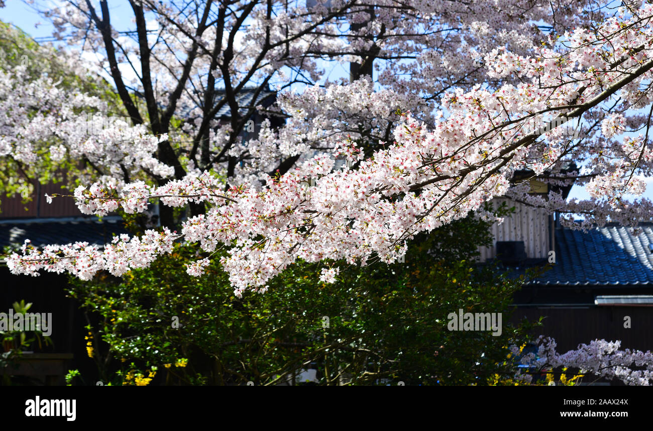 Cherry blossom (hanami) in Kyoto, Japan. Cherry blossom festivals are ...