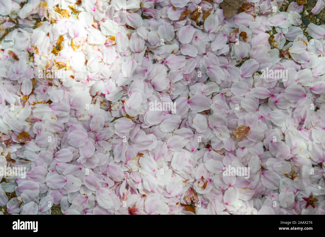 Fallen cherry petals in Kyoto, Japan. Cherry blossom festivals are one ...
