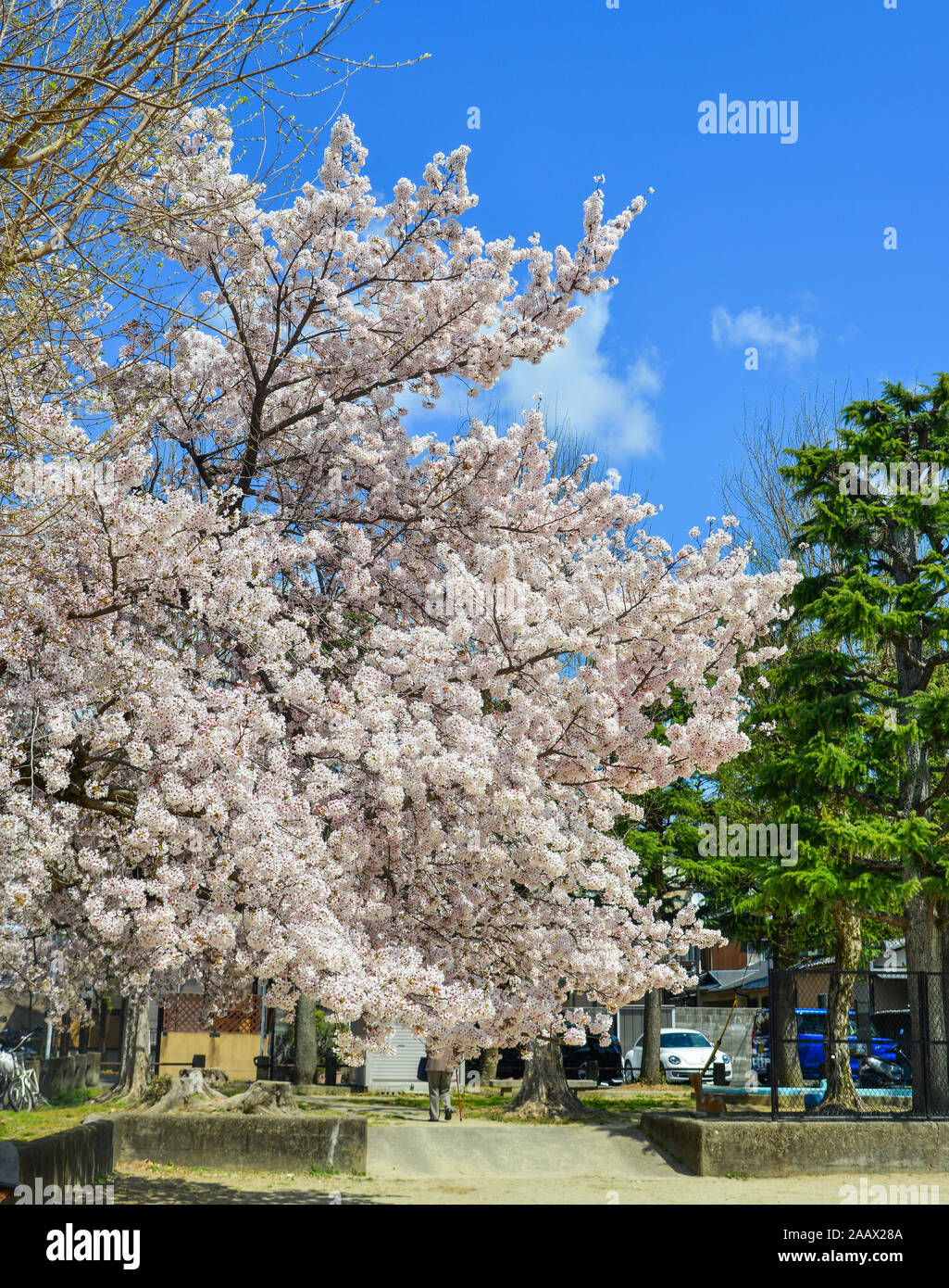 Cherry blossom (hanami) in Kyoto, Japan. Cherry blossom festivals are ...