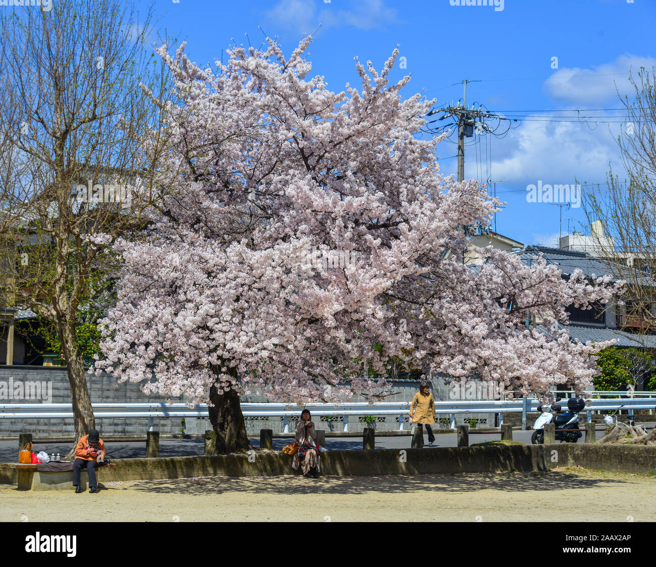 Kyoto, Japan - Apr 9, 2019. Cherry blossom (hanami) in Kyoto, Japan. Cherry blossom festivals ...
