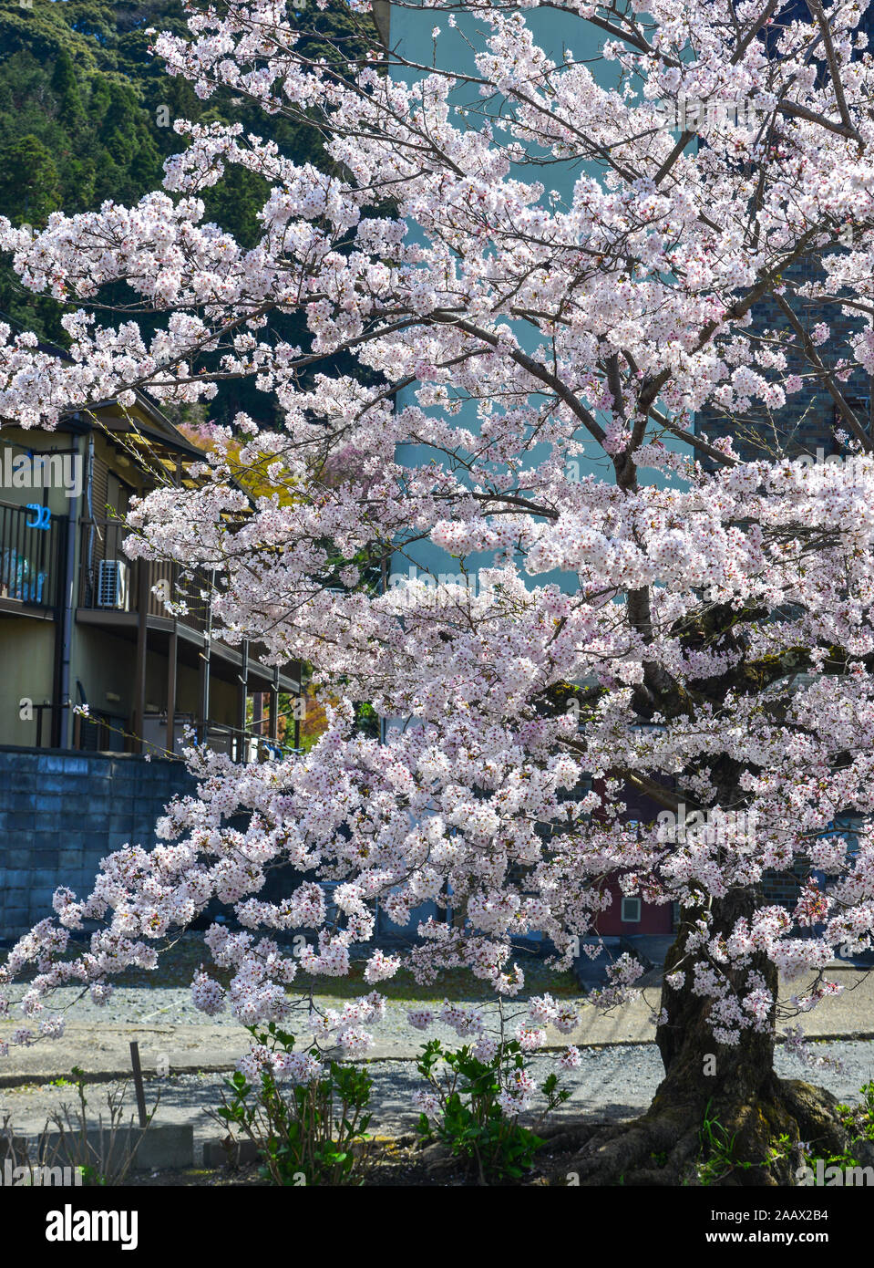 Cherry blossom (hanami) in Kyoto, Japan. Cherry blossom festivals are ...