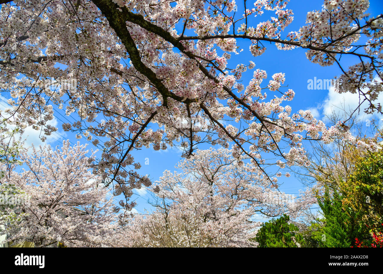 Cherry blossom (hanami) in Kyoto, Japan. Cherry blossom festivals are ...