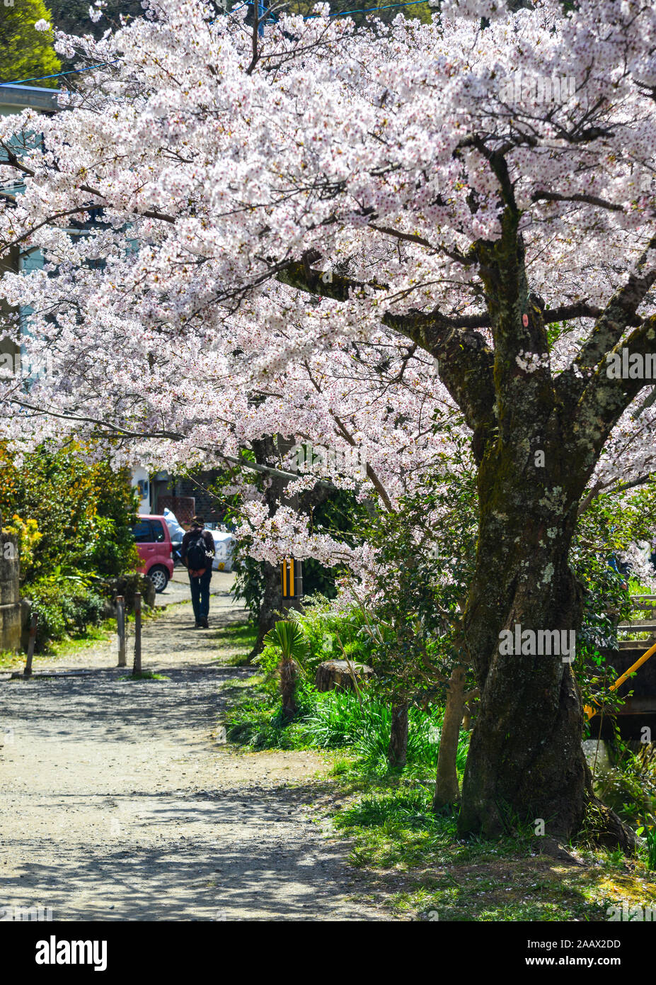 Cherry blossom (hanami) in Kyoto, Japan. Cherry blossom festivals are one of the most colorful ...