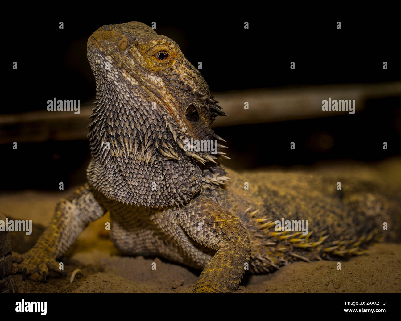 Close up of a large green iguana Latin name Iguana iguana the south ...