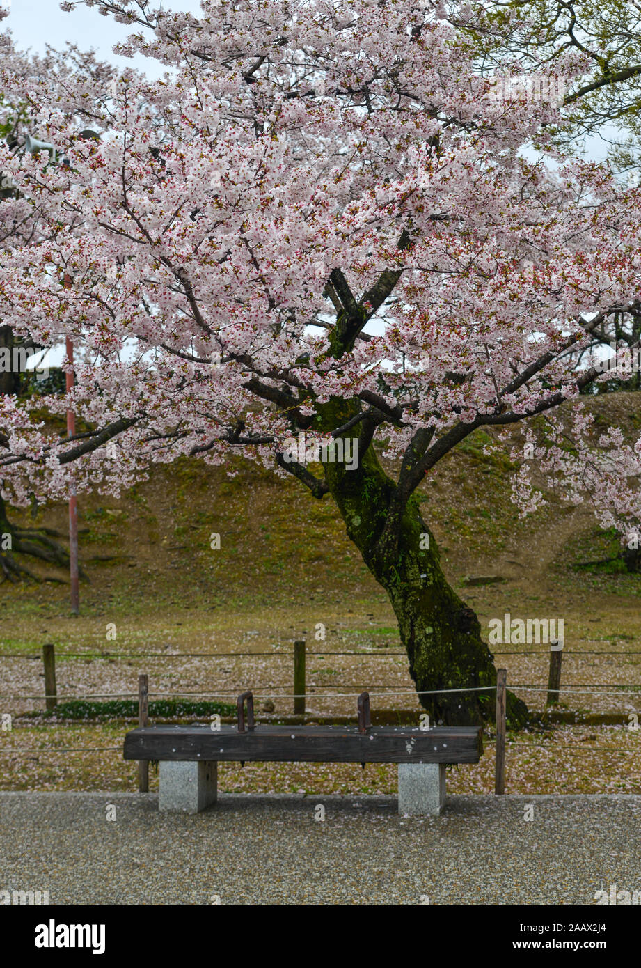 Cherry blossom (hanami) in Kyoto, Japan. Cherry blossom festivals are ...