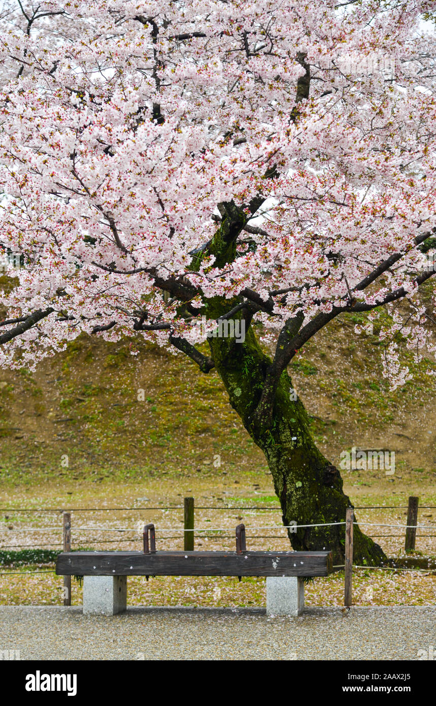 Cherry blossom (hanami) in Kyoto, Japan. Cherry blossom festivals are ...