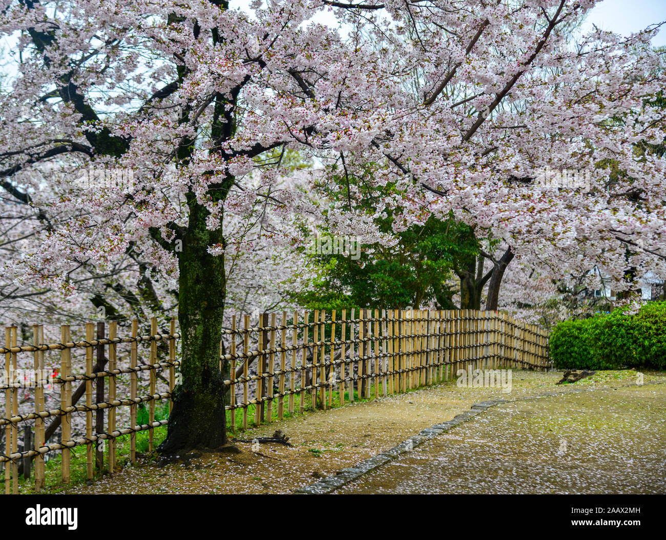 Cherry blossom (hanami) in Kyoto, Japan. Cherry blossom festivals are ...