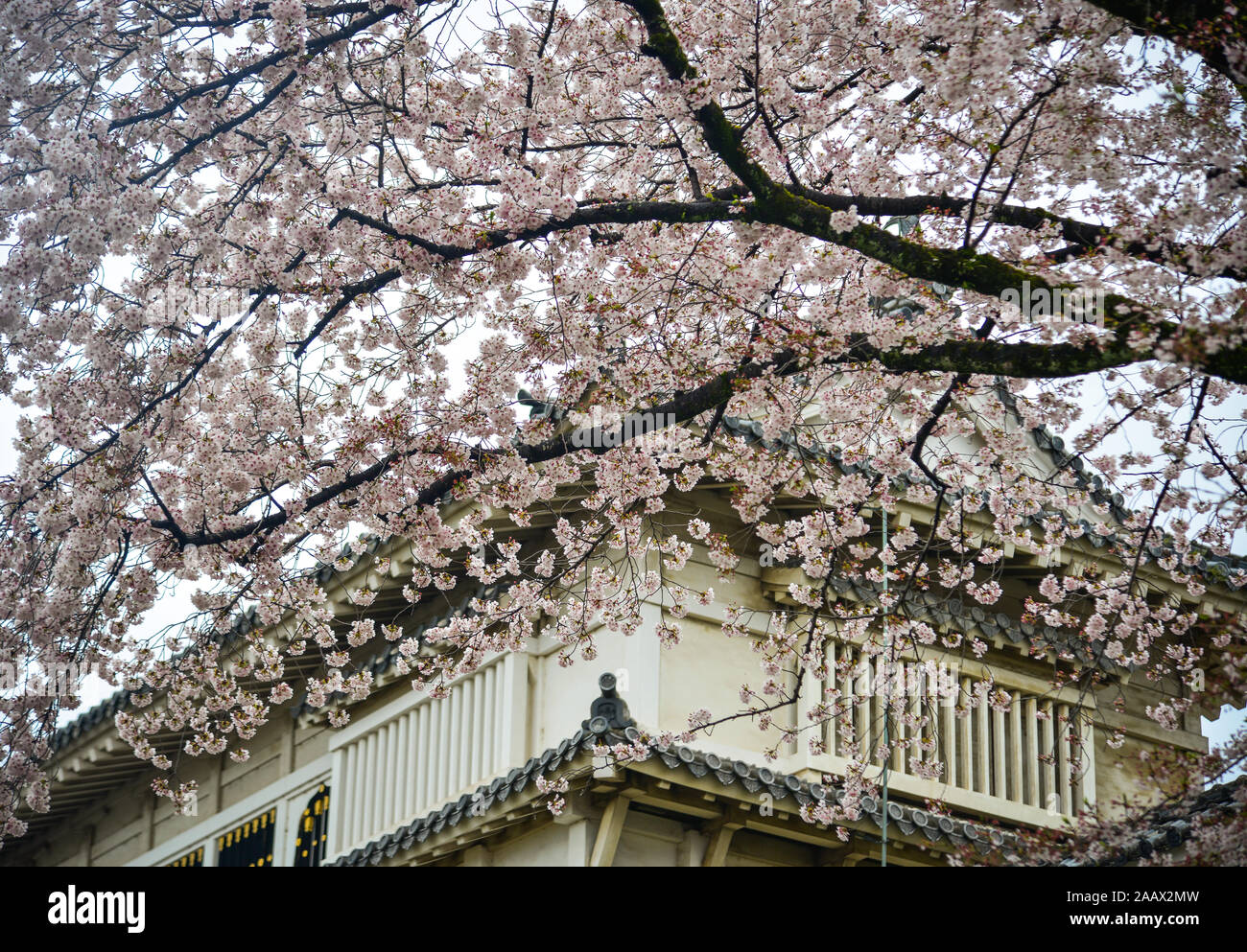 Cherry blossom (hanami) in Kyoto, Japan. Cherry blossom festivals are ...