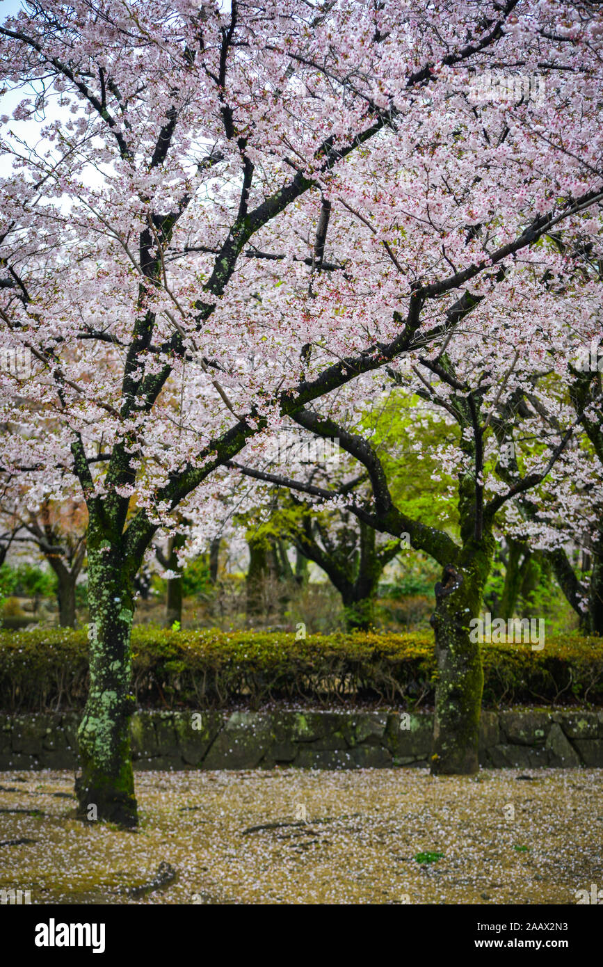 Cherry blossom (hanami) in Kyoto, Japan. Cherry blossom festivals are ...