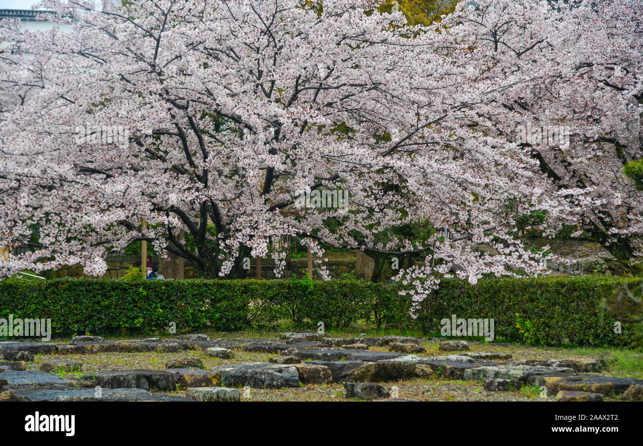 Cherry blossom (hanami) in Kyoto, Japan. Cherry blossom festivals are ...
