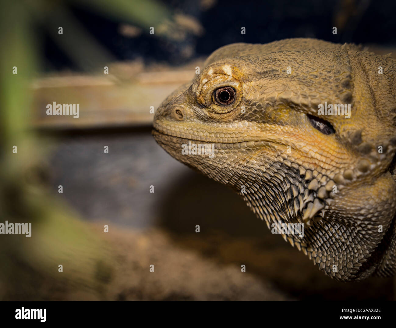 Close up of a large green iguana Latin name Iguana iguana the south ...