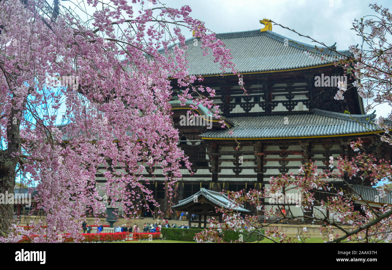 Ancient Buddhist temple Todai-ji with cherry blossom in Nara, Japan ...
