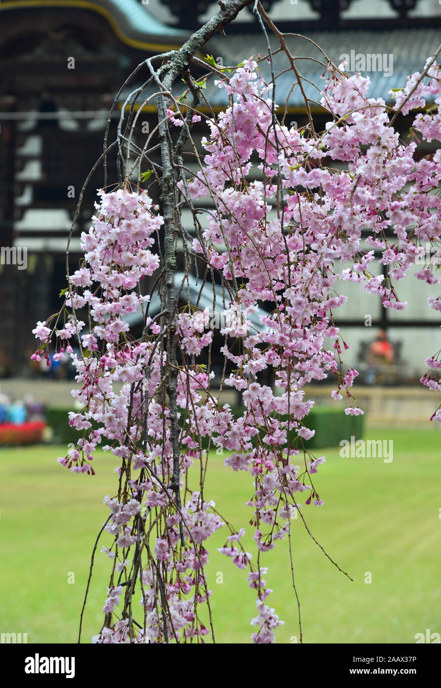 Cherry blossom (hanami) in Nara, Japan. Cherry blossom festivals are ...