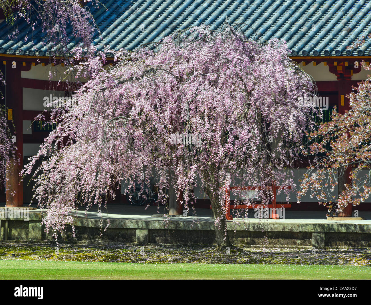Ancient Buddhist temple with cherry blossom in Nara, Japan Stock Photo ...