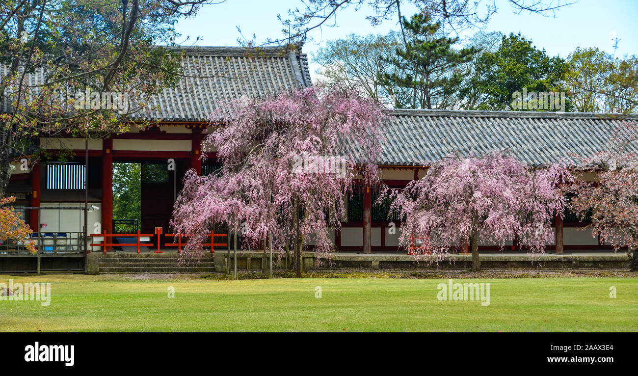 Ancient Buddhist temple with cherry blossom in Nara, Japan Stock Photo ...