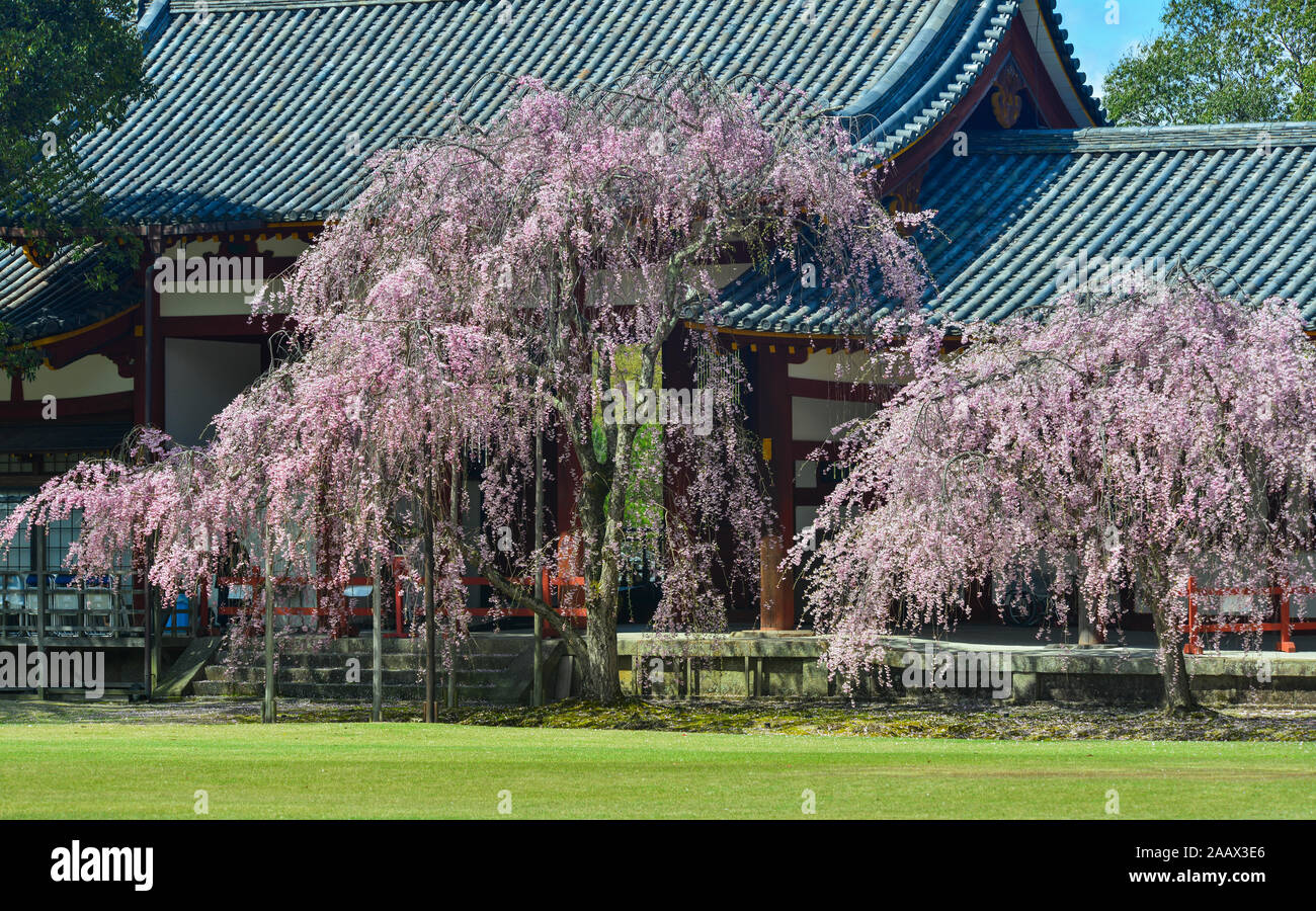 Ancient Buddhist temple with cherry blossom in Nara, Japan Stock Photo ...