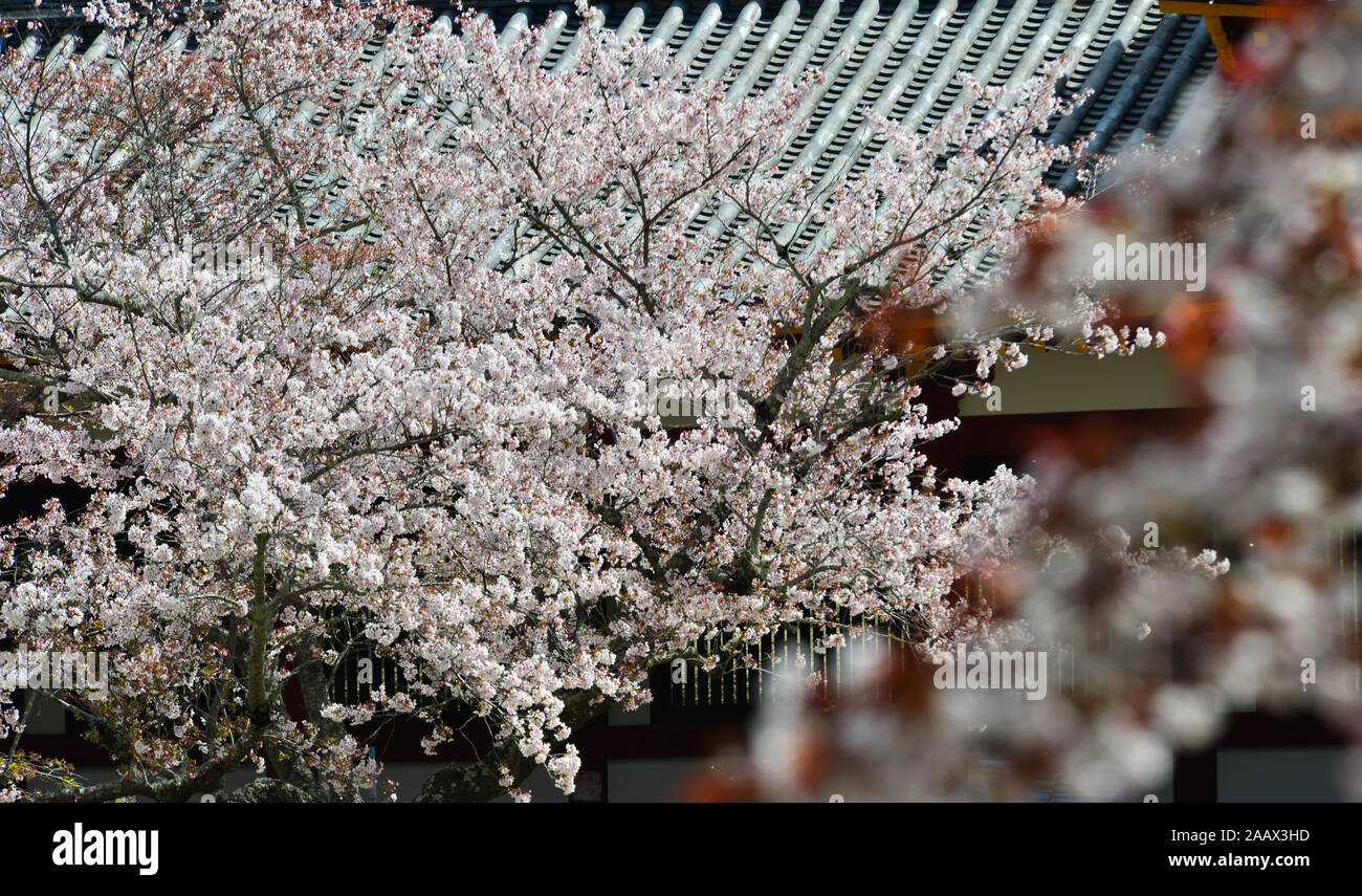 Cherry blossom (hanami) in Nara, Japan. Cherry blossom festivals are ...