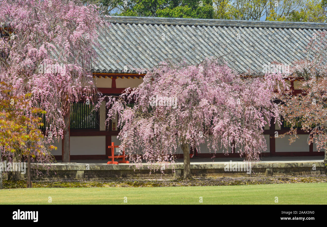 Cherry blossom (hanami) in Nara, Japan. Cherry blossom festivals are ...