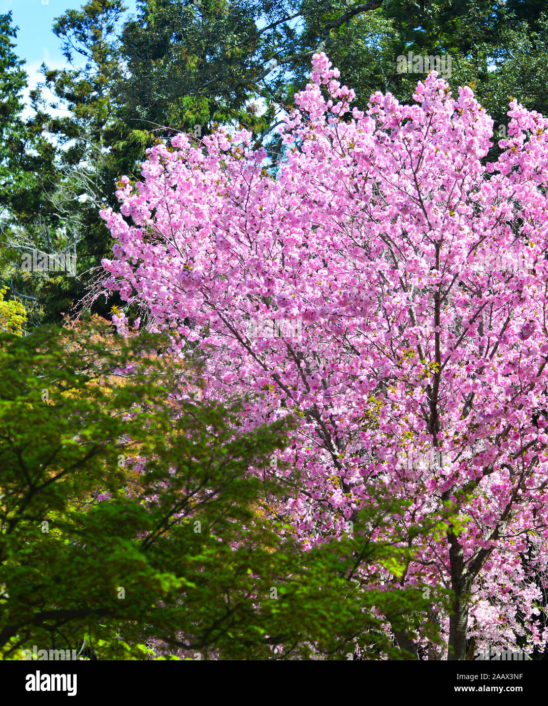 Cherry blossom (hanami) in Nara, Japan. Cherry blossom festivals are ...