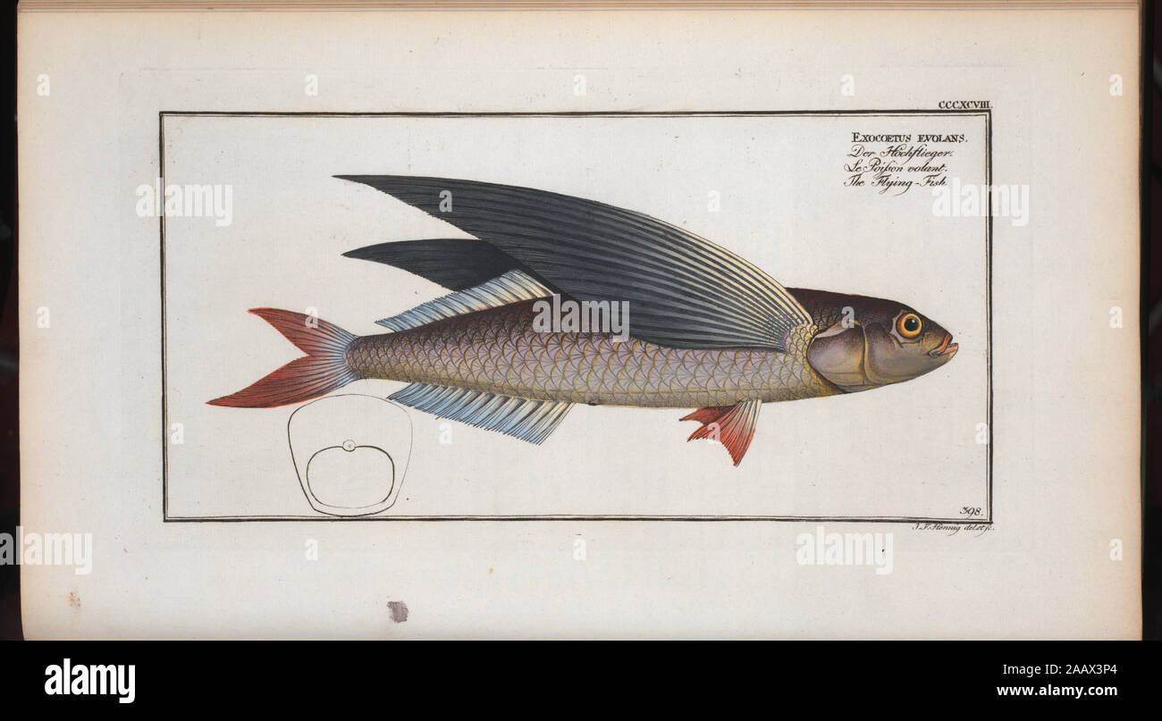 Exocoetus evolans, The Flying-Fish Gross, 1994, #120; Exocoetus evolans ...