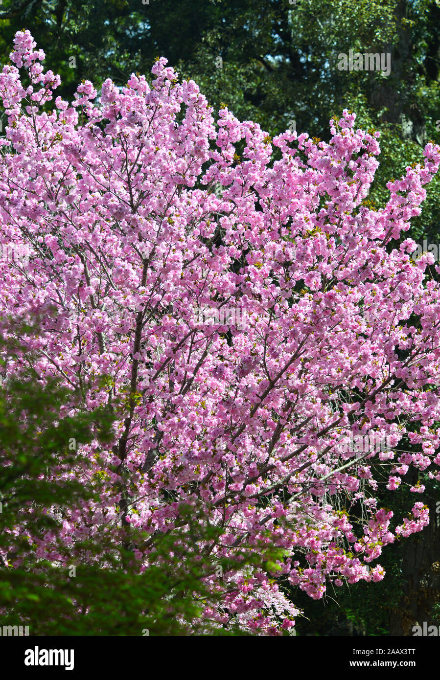 Cherry blossom (hanami) in Nara, Japan. Cherry blossom festivals are ...