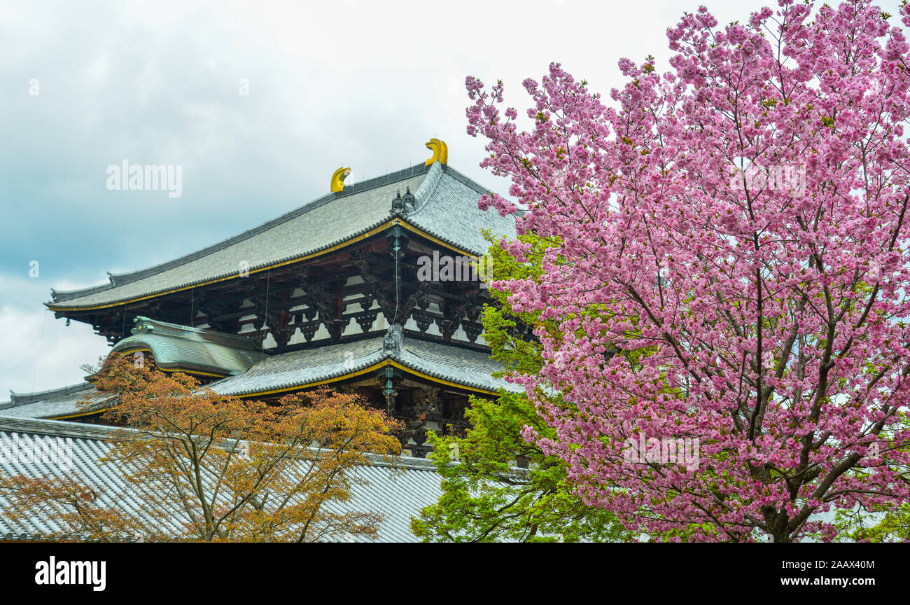 Ancient Buddhist temple with cherry blossom in Nara, Japan Stock Photo ...