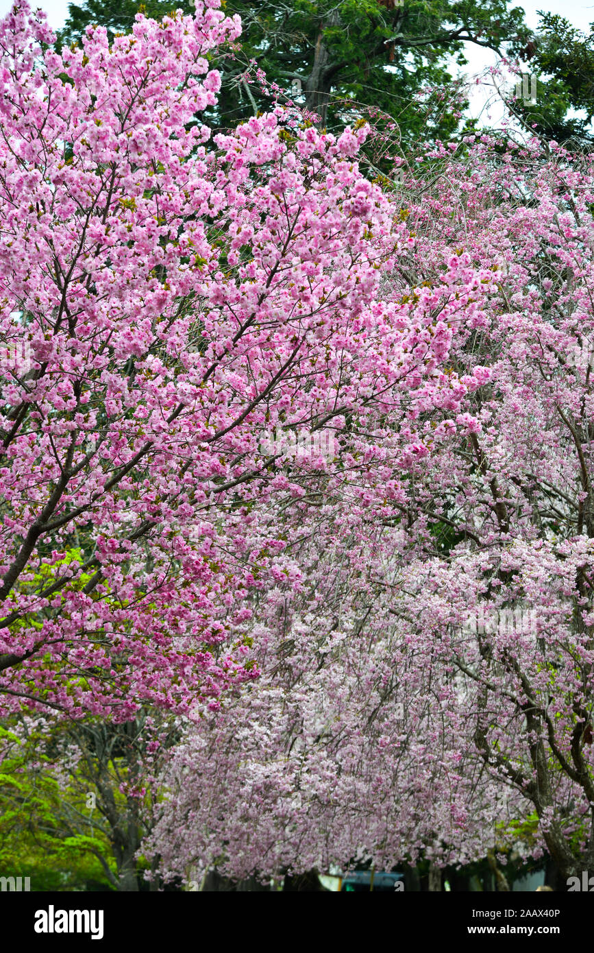 Cherry blossom (hanami) in Nara, Japan. Cherry blossom festivals are ...