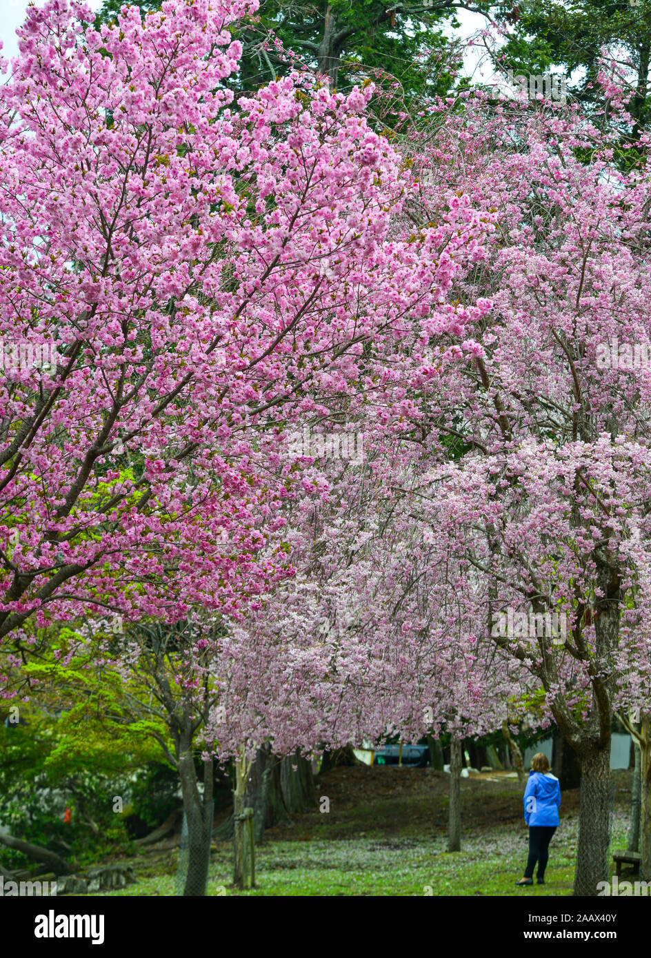 Cherry blossom (hanami) in Nara, Japan. Cherry blossom festivals are ...