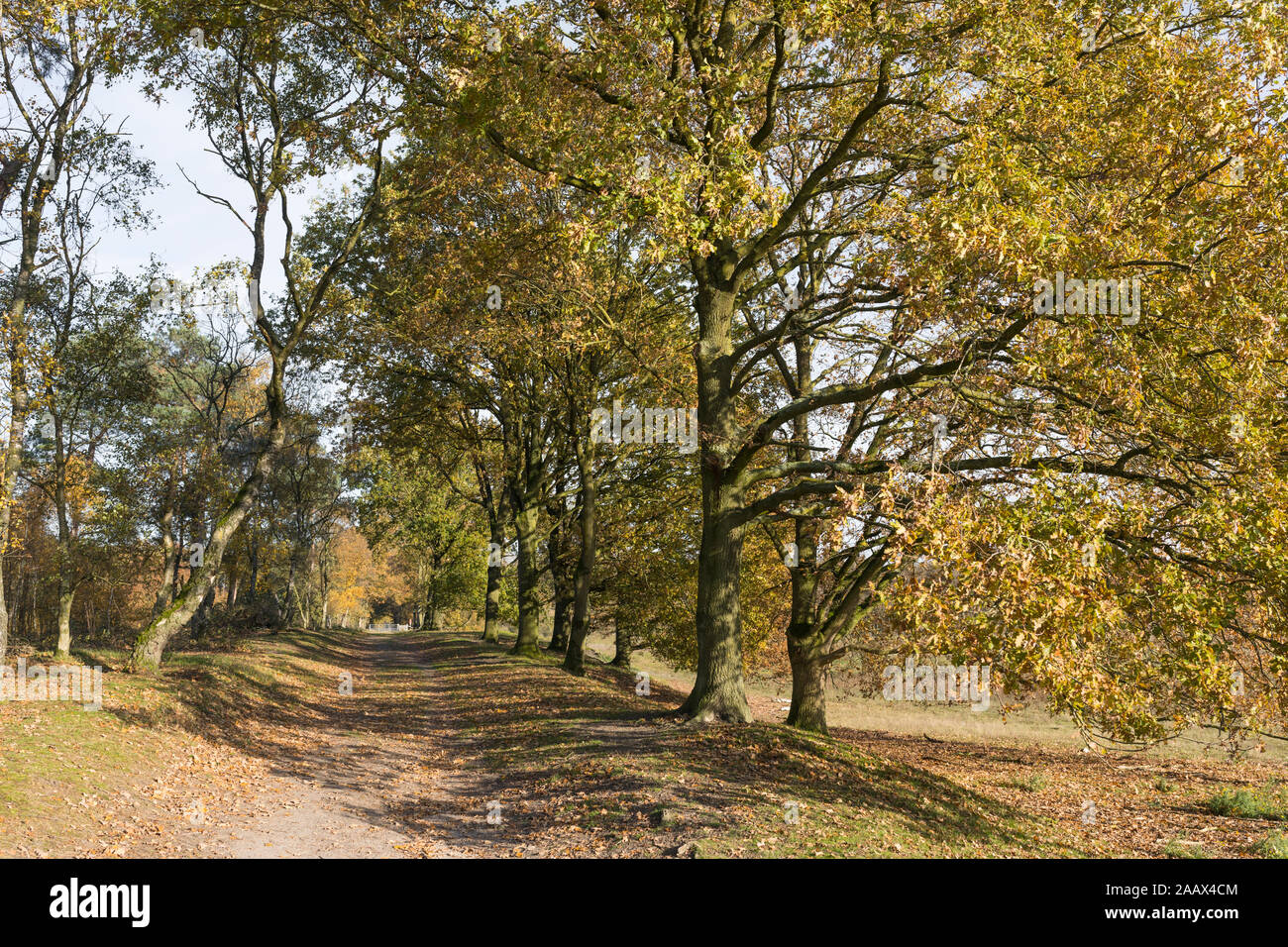 Lawn with oak trees in autumn at National Park "de Groote Peel" in the ...