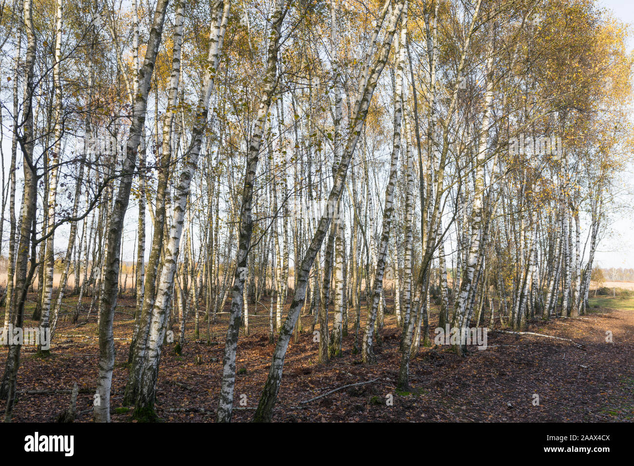 Forest with birch trees at wetland National Park "de Groote Peel" in ...
