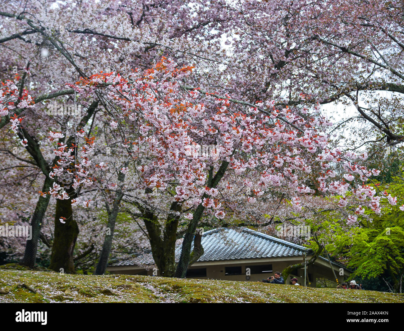Nara, Japan - Apr 11, 2019. Cherry blossom (hanami) in Nara, Japan ...