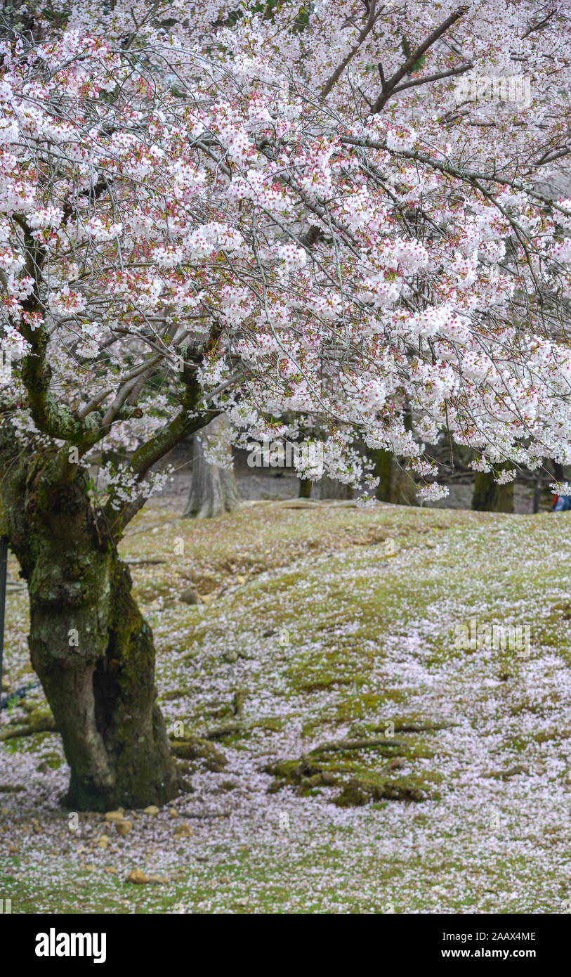 Cherry blossom (hanami) in Nara, Japan. Cherry blossom festivals are ...