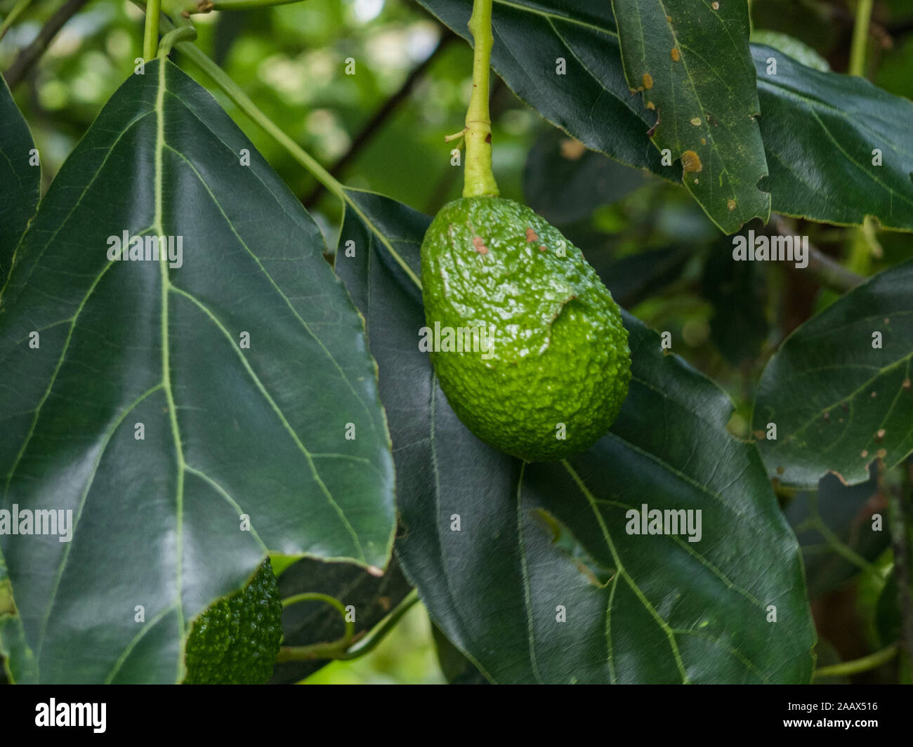 Avocado in the branch Stock Photo - Alamy