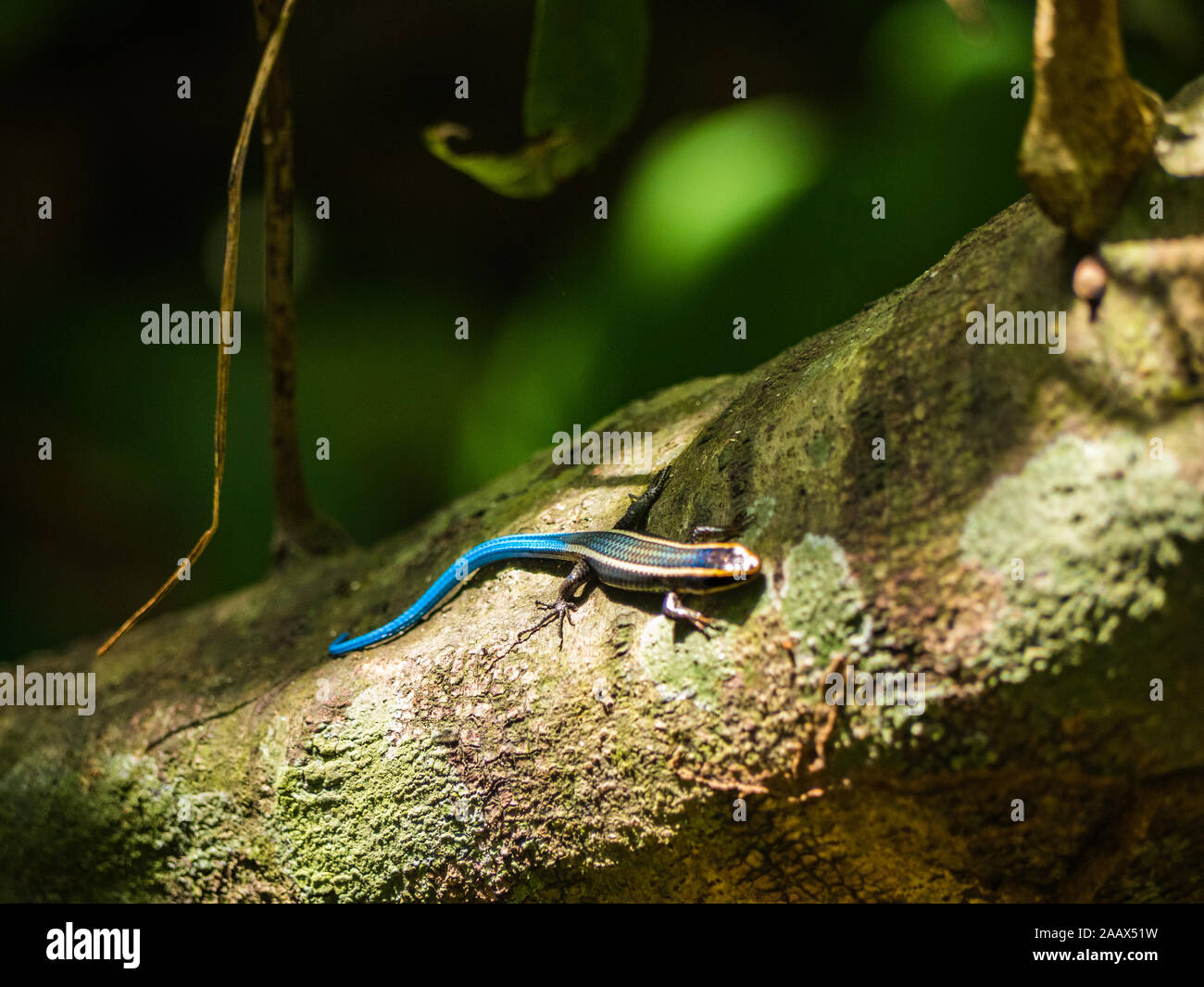 Blue-tailed lizard (Ameiva lineolata) in Tayrona park in Colombia Stock ...