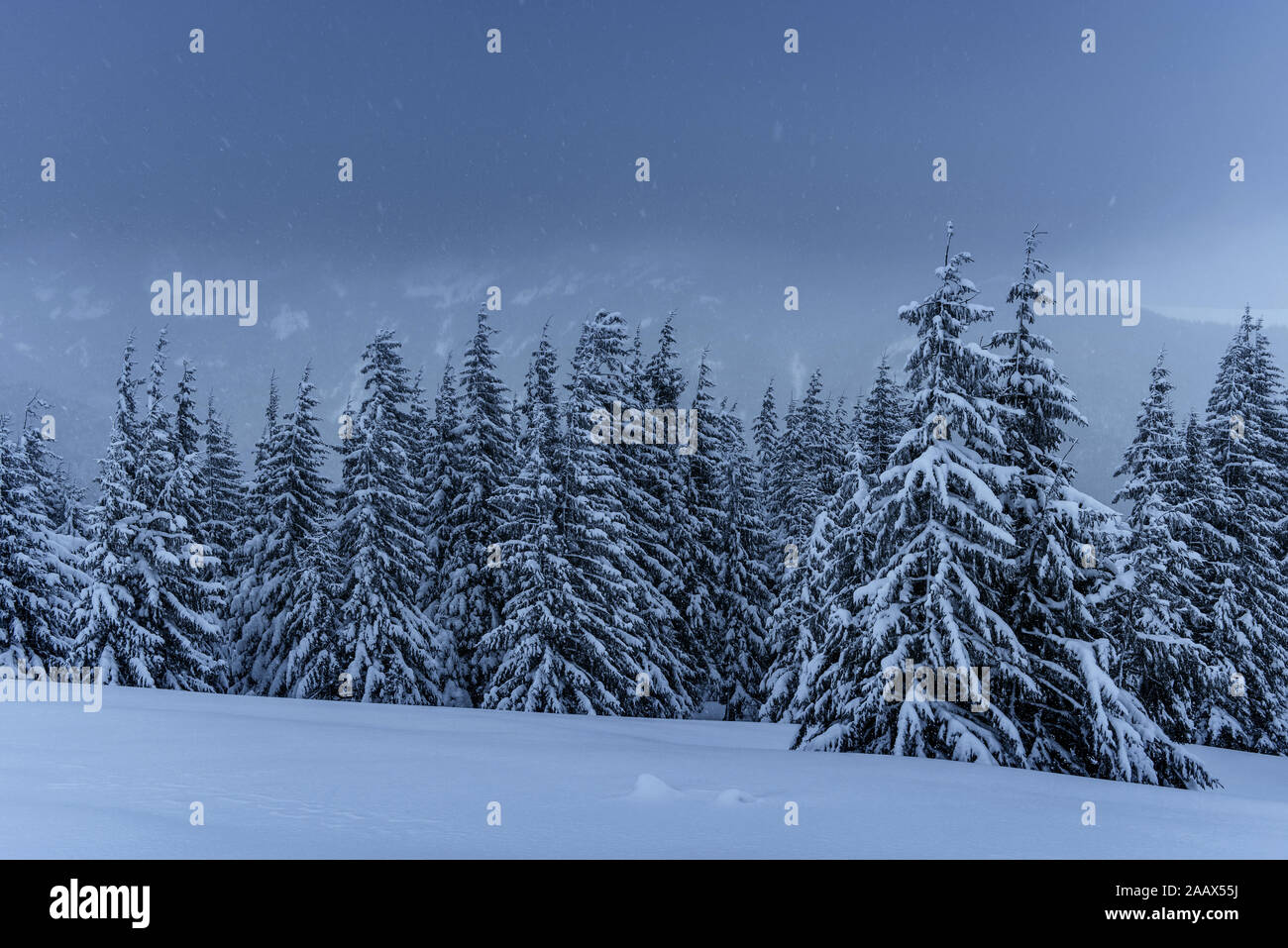 A calm winter scene. Firs covered with snow stand in a fog. Beautiful ...