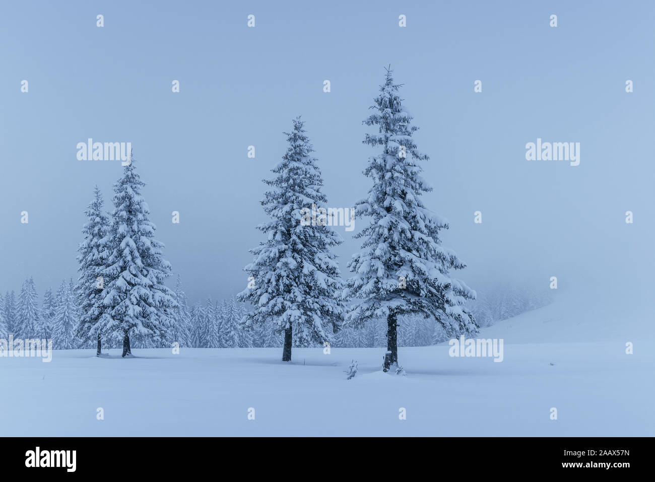 A calm winter scene. Firs covered with snow stand in a fog. Beautiful ...