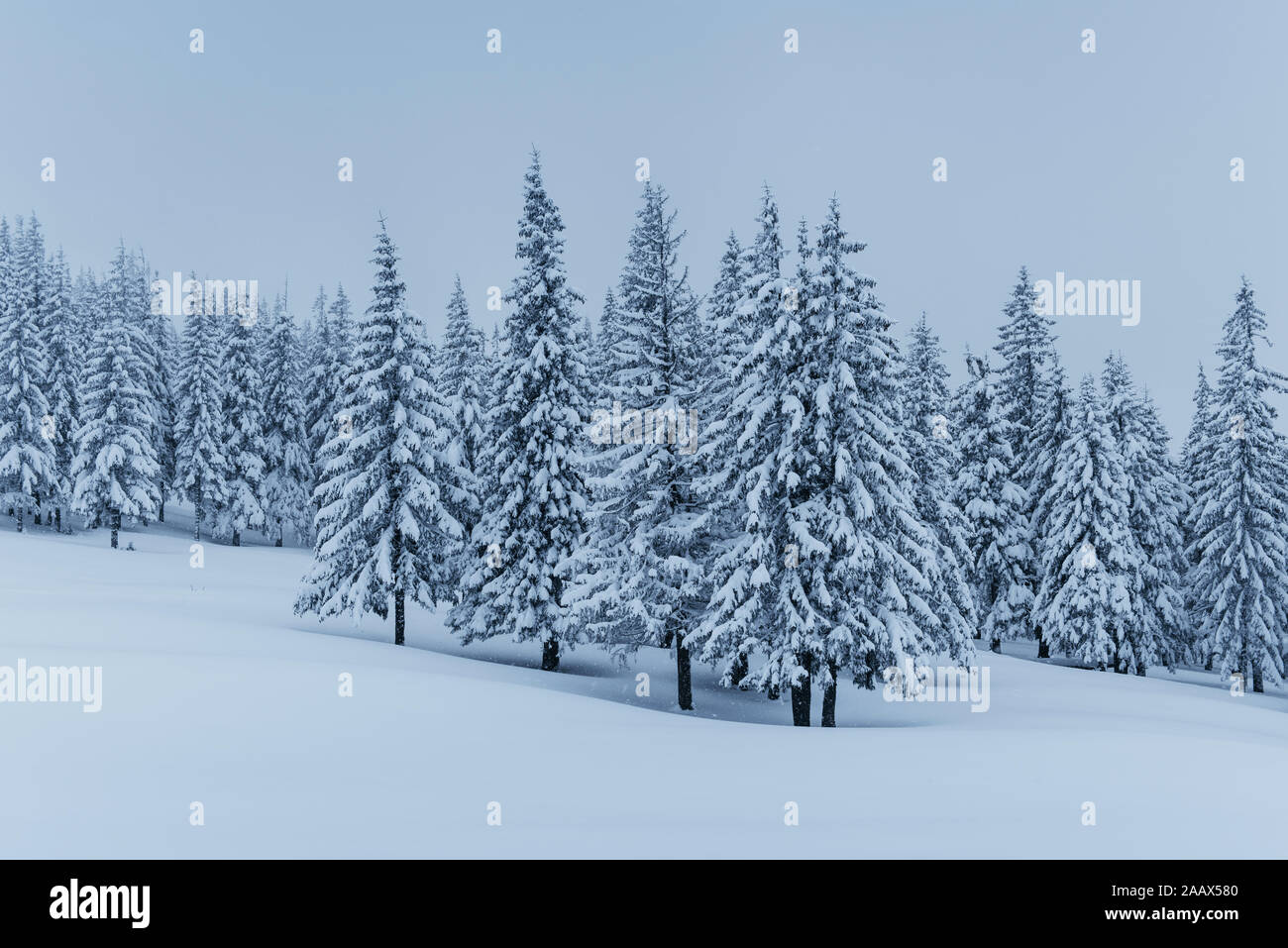 A calm winter scene. Firs covered with snow stand in a fog. Beautiful ...