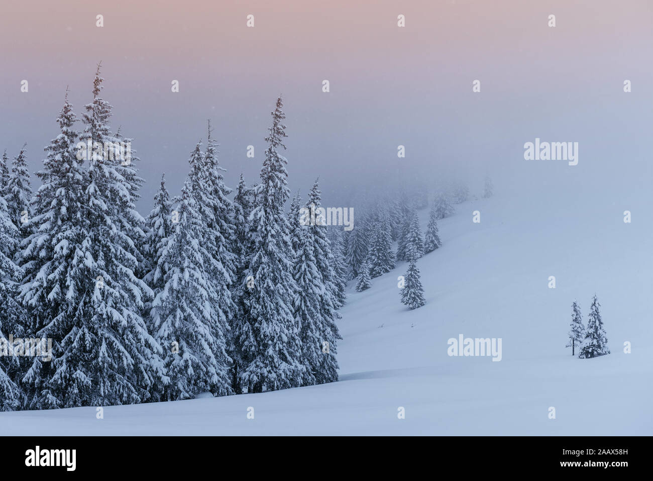 A calm winter scene. Firs covered with snow stand in a fog. Beautiful ...