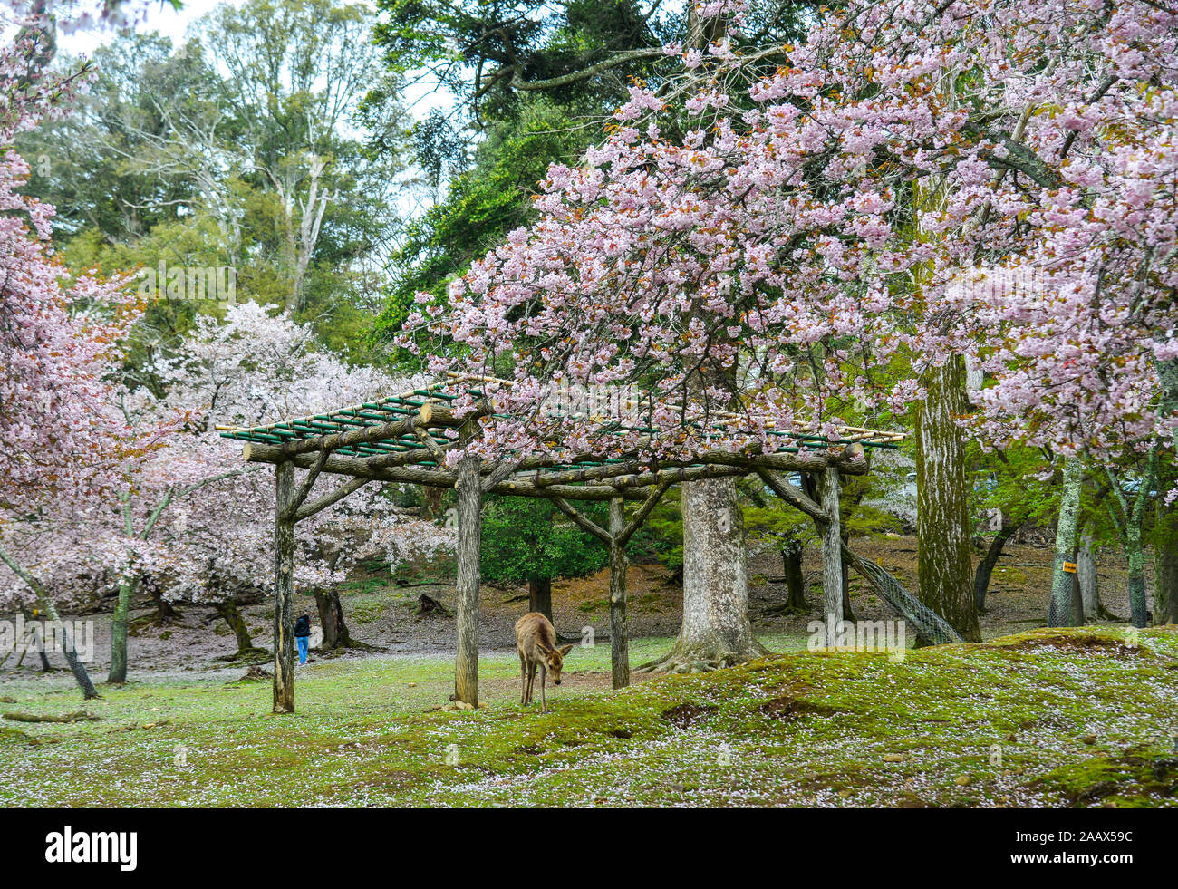 Cherry blossom (hanami) in Nara, Japan. Cherry blossom festivals are ...