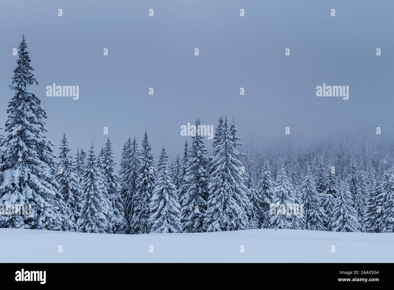 A calm winter scene. Firs covered with snow stand in a fog. Beautiful ...